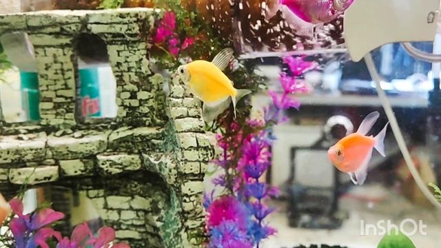 Красивые рыбки!