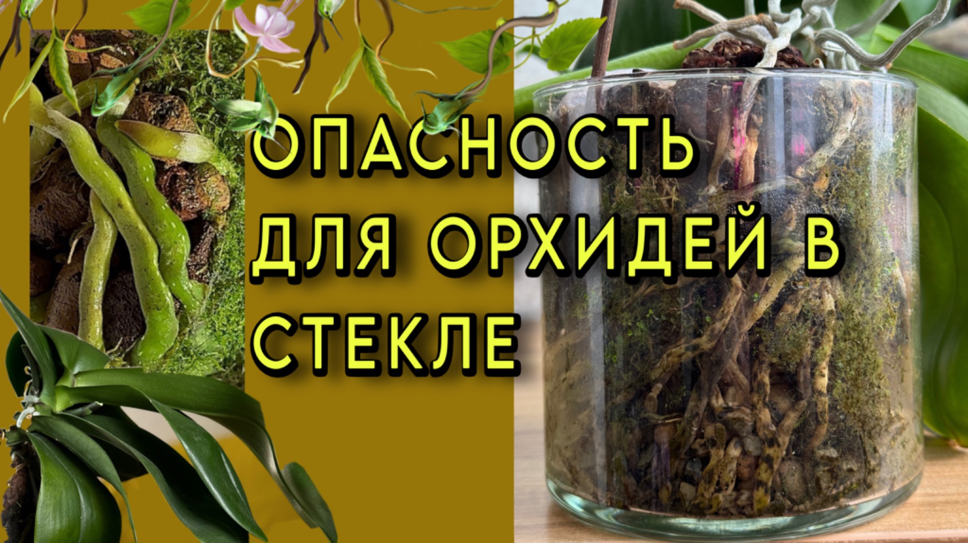 2 литра ЗАМОРОЖЕННЫХ КОРНЕЙ орхидей