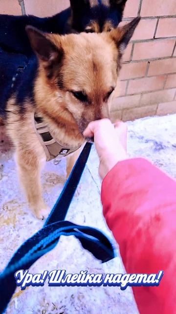 "НЕТЪ! Я не такая!!!" ❥ Приют в Малинках #приютдляживотных