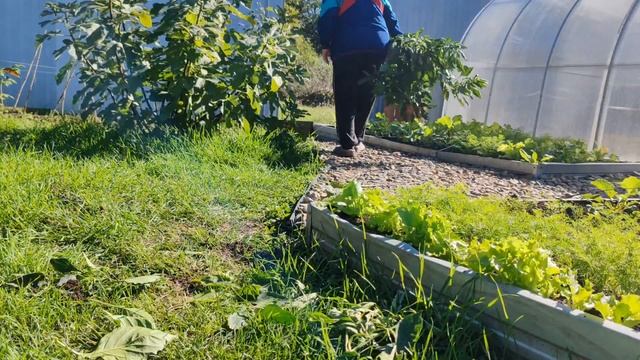 16-17.10.25. Семена, колесо. Убираем остатки урожая.