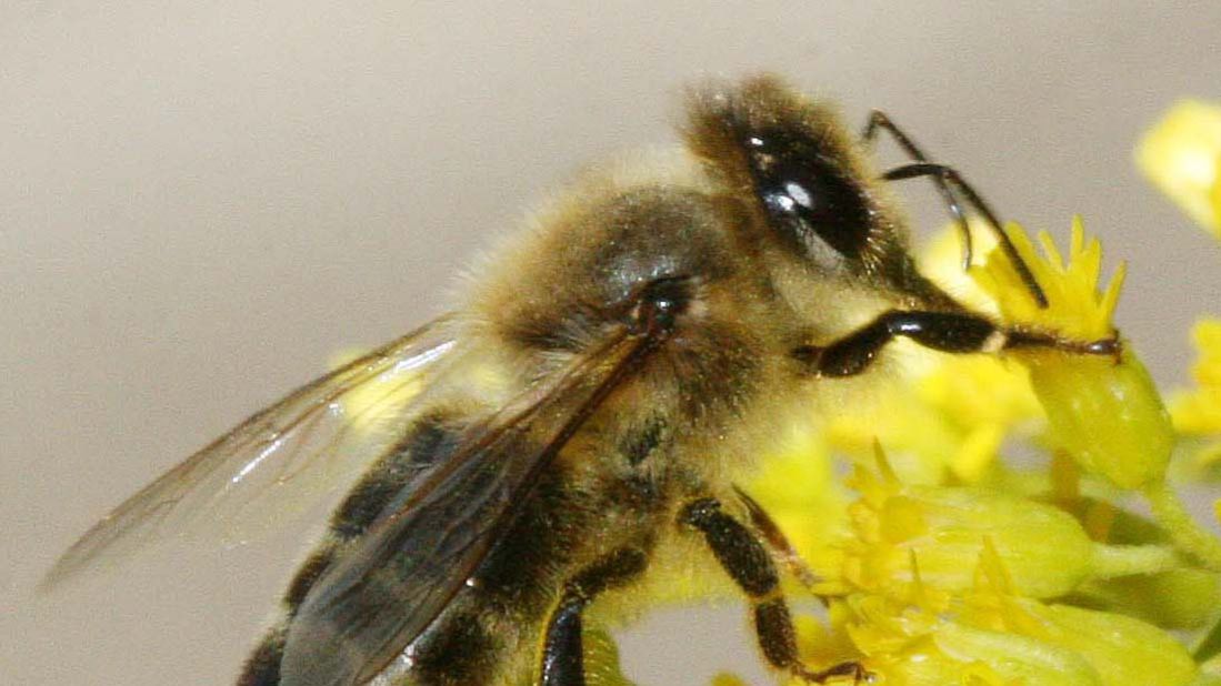 Пчела Карника. Не понял, что это?