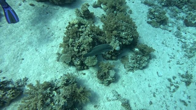 дайвинг в Египте, Шарм-эль-шейх, рыба-наполеон