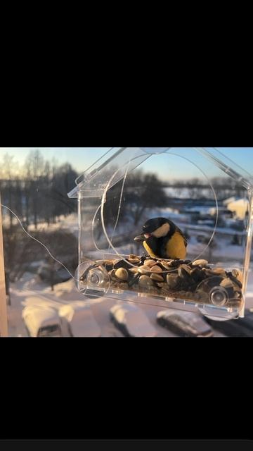 Столовая для птиц