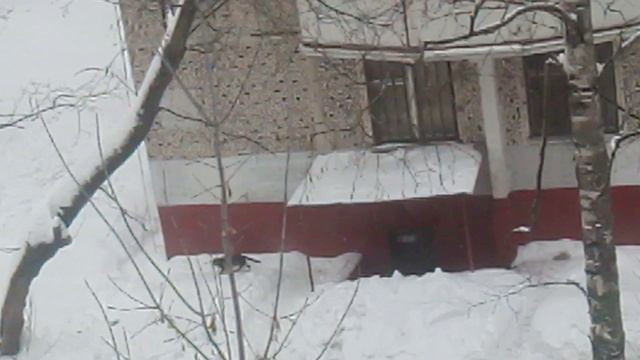 Кошечка на снегу. VID_20260207_105644