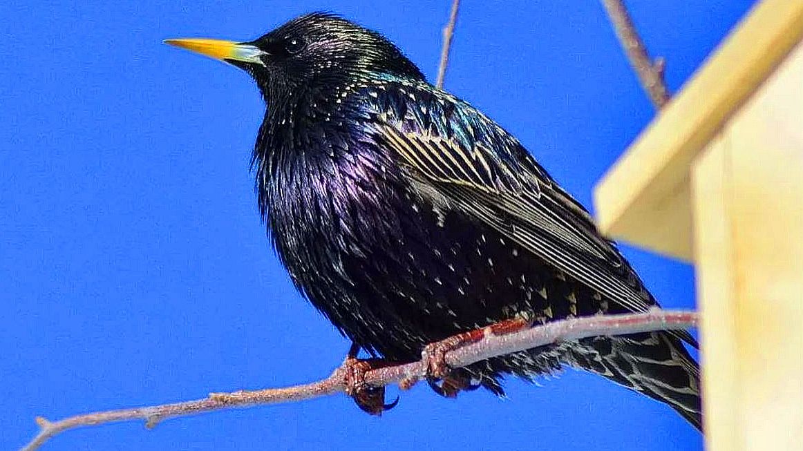 Скворцы вестники весны