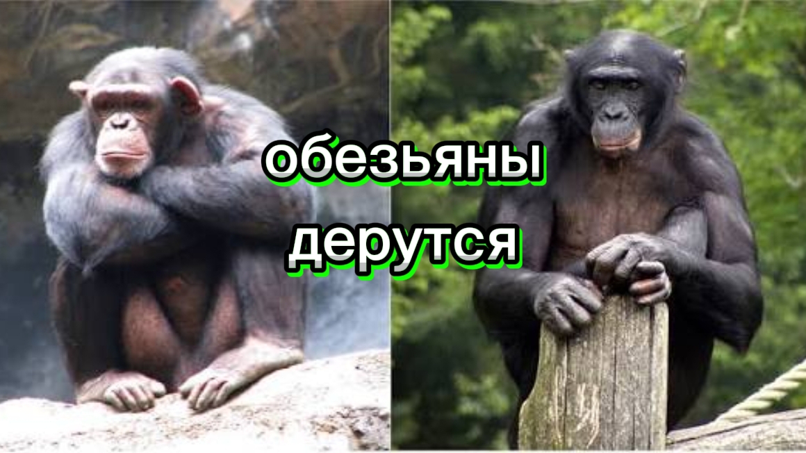 ОБЕЗЬЯНЫ 🐵 РУГАЮТСЯ