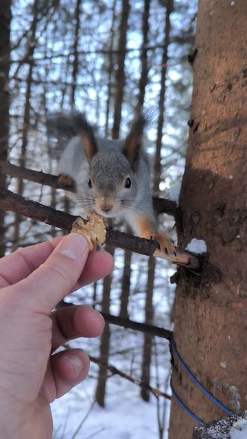 Белка вернулась за грецким орехом