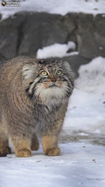 Манул Ачи волнуется перед обедом. Новосибирский зоопарк