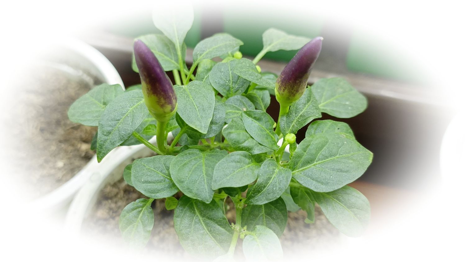 Декоративный острый перец, сорт - Горшечное чудо.