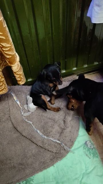 2026.01.29. Вылез таки.