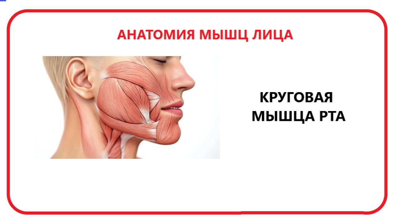 Круговая мышца рта