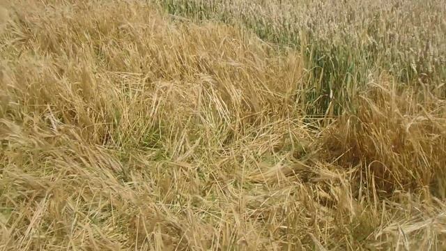 Ячмень яровой Нур