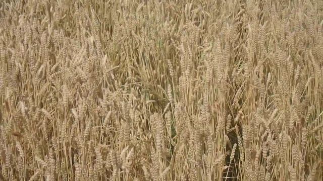 Пшеница мягкая яровая Судьба