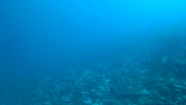 дайвинг на Мальдивах, наполеон