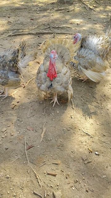 индюк Малайзии