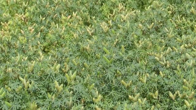 Люпин узколистный Витязь