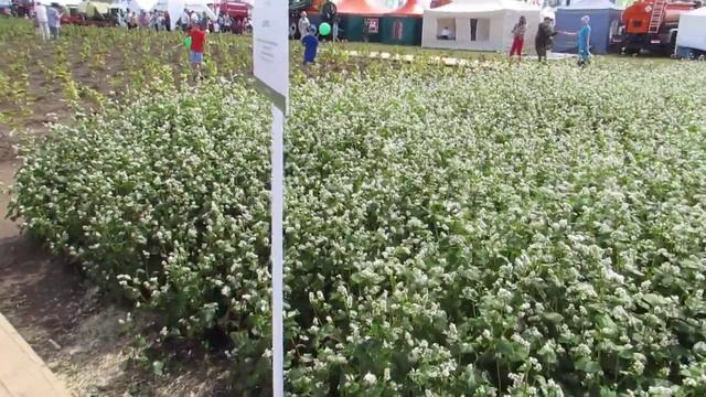 Гречиха Диалог