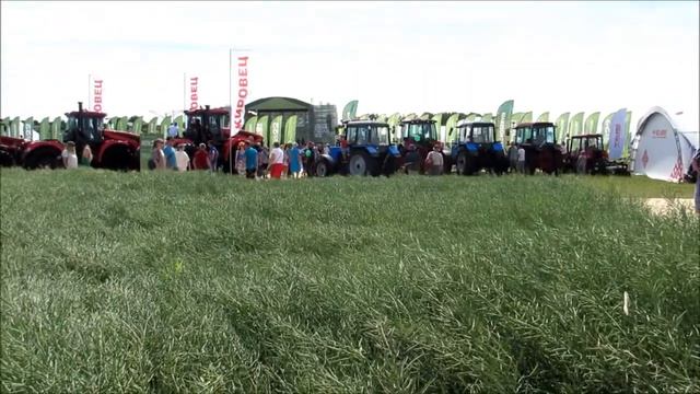 Рапс сорт Лексус