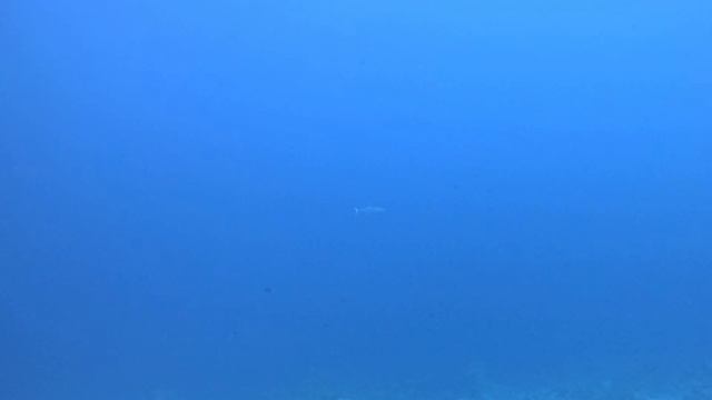 дайвинг Египет, Шарм-эль-шейх,