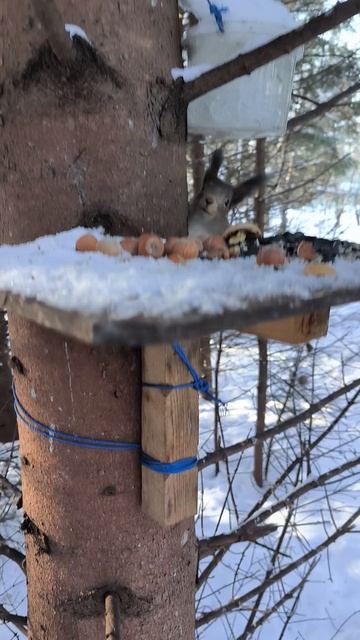 Белка поднимается в кормушку за орехами