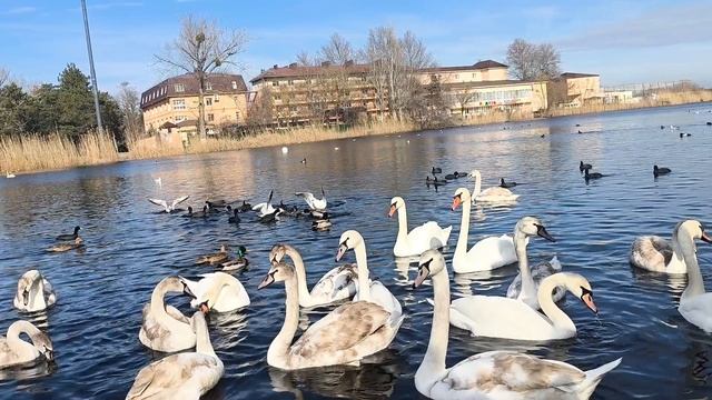 Чайки с утками делят угощение. Анапа.речка Анапка