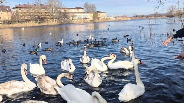 Анапа +15. Тепло. Лебеди утки чайки плавают