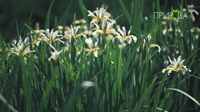 Природа. Ирис 11