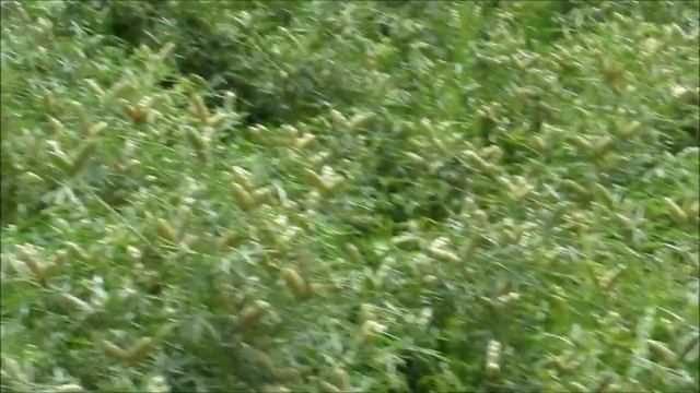 Люпин узколистный Белорозовый 144