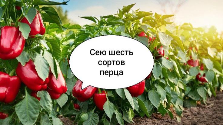 Проращиваю шесть сортов перца без земли.
