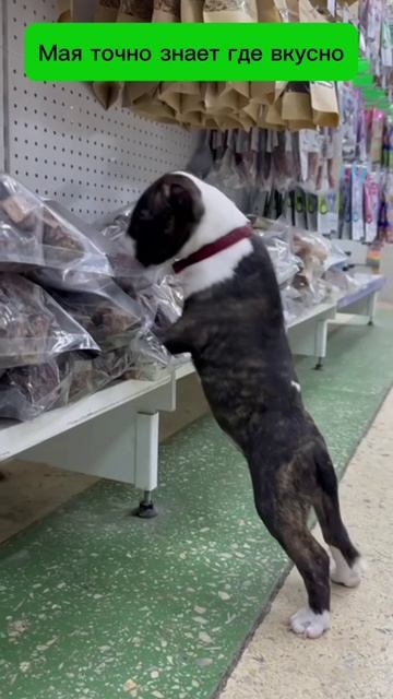 Бодрое утро в Мистер Гав