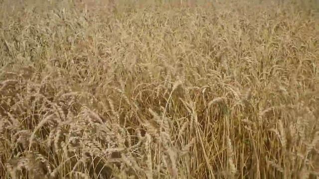 Пшеница мягкая яровая Злата