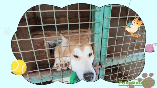 Наша помощь приюту для собак