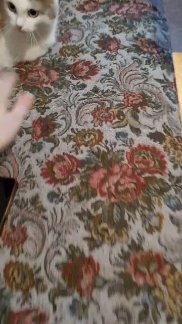 Кошка ненавидит телефоны