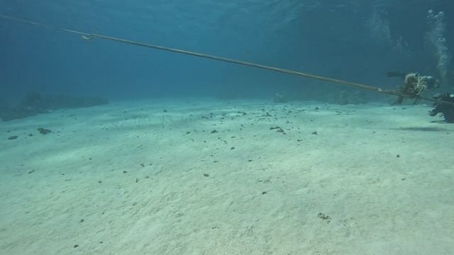 сад угрей, дайвинг в Египте, Шарм-эль-шейхе