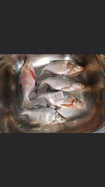 Сегодня с утра немного порыбачил на Ведьму🎣 (Безмотылка). Прикормка Стерля (Сыр). Пробурил 5 лунок.