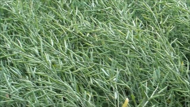 Рапс яровой Лакриц