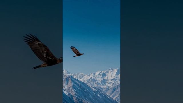 Пешвои́ милла́т,–Мадҳу́ сано́ ба Шумо́,Пешвои́ милла́т! Слава Лидеру Нации! Суруд бо забони тоҷикӣ.