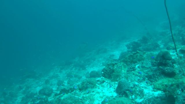 рыба наполеон, дайвинг на Мальдивах