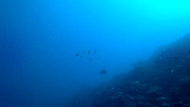 наполеон рыба, дайвинг на Мальдивах