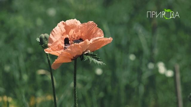 Природа. Мак_11