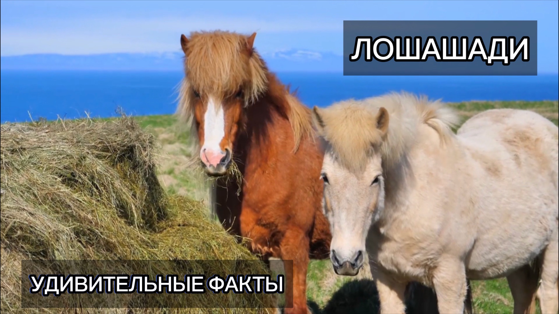 Лошади удивительные факты, как они живут детям