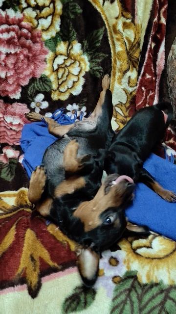 2026.01.29. Жура и щенок.