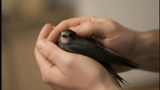 Перелётная птица