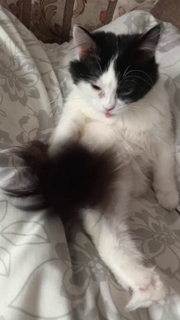 Злись Мурка ❤️ злись.