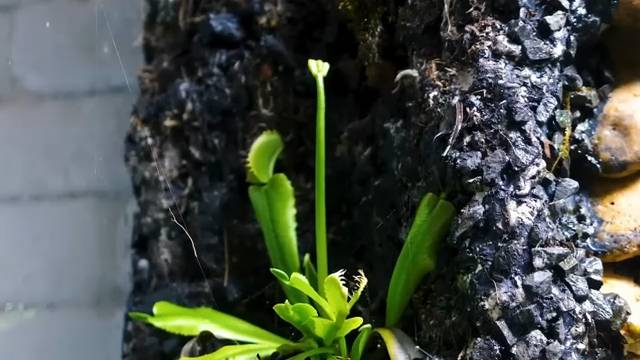 Вот Почему ПИЯВКА САМЫЙ ОПАСНЫЙ Житель Террариума