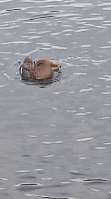 Осенний душ