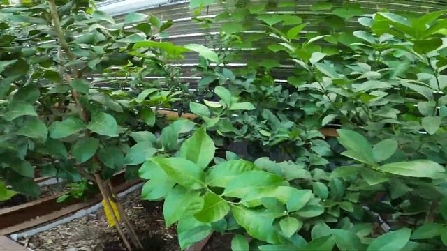 Подземная теплица в Июле г. Инглсайде (Онтарио, Канада)