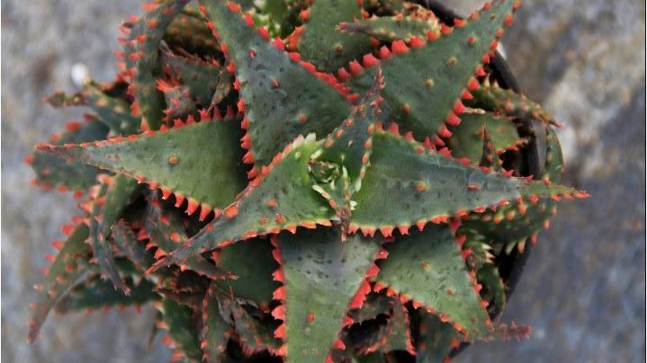 5 советов владельцам суккулентов