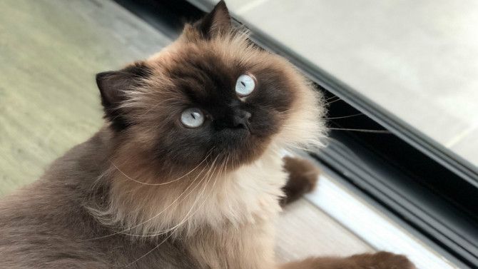 Гималайская кошка