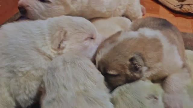 Щенки красивые и милые